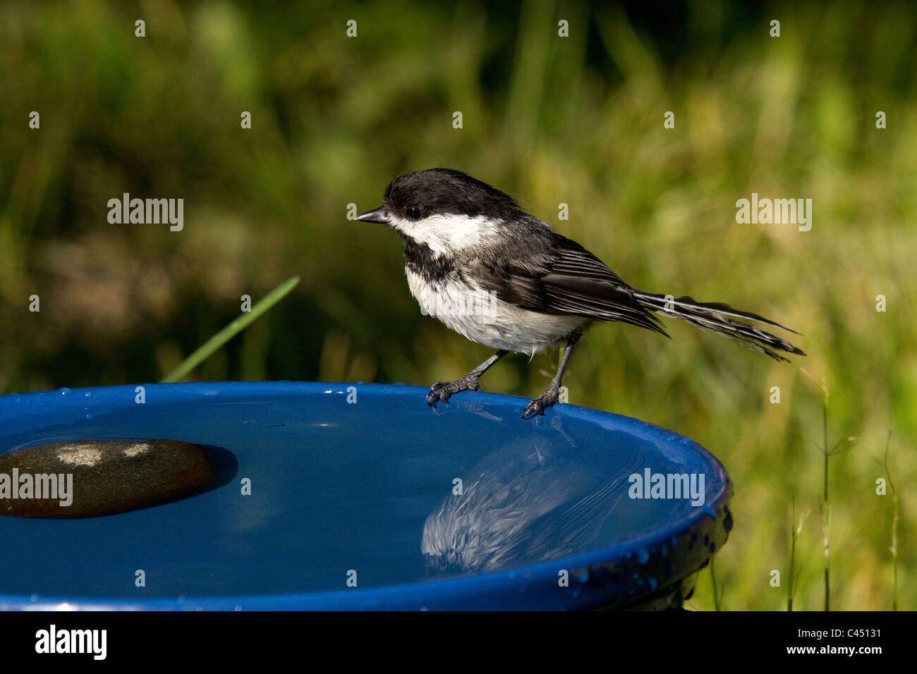 Chickadee nest hi-res stock photography and images - Alamy