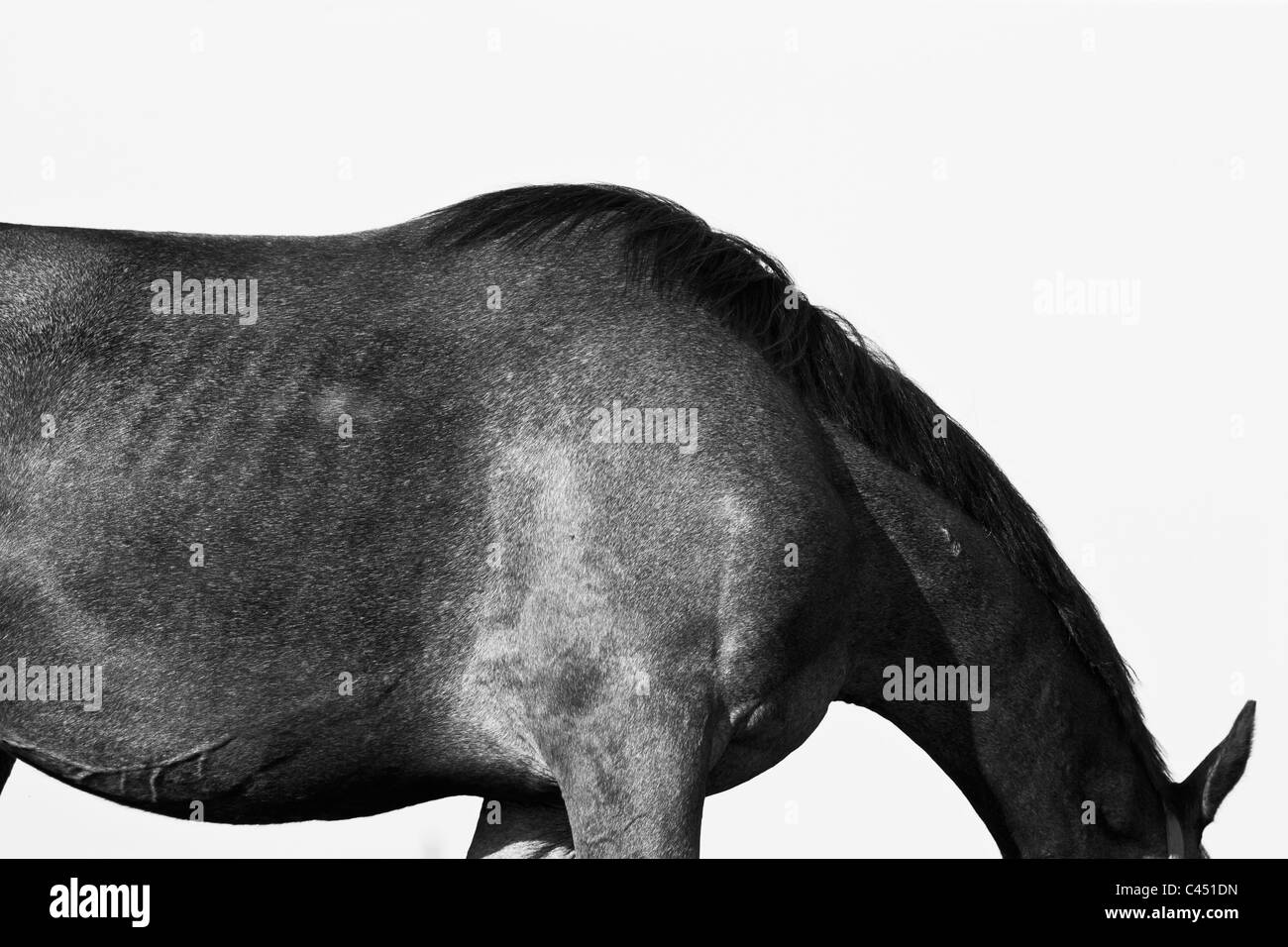 Back of a horse Stock Photo - Alamy