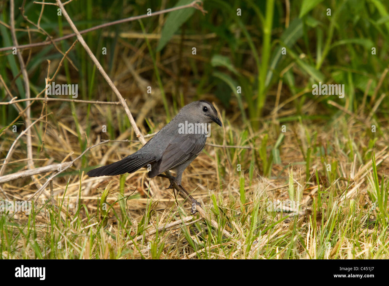 Common catbird hi-res stock photography and images - Alamy