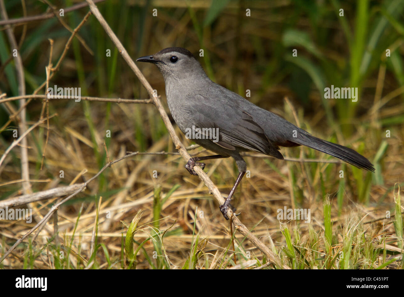 Slate grey wings hi-res stock photography and images - Alamy