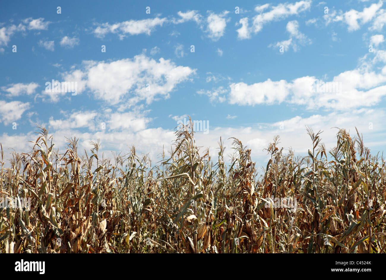 Drought Affected Maize Crop, Free State, South Africa Stock Photo - Alamy