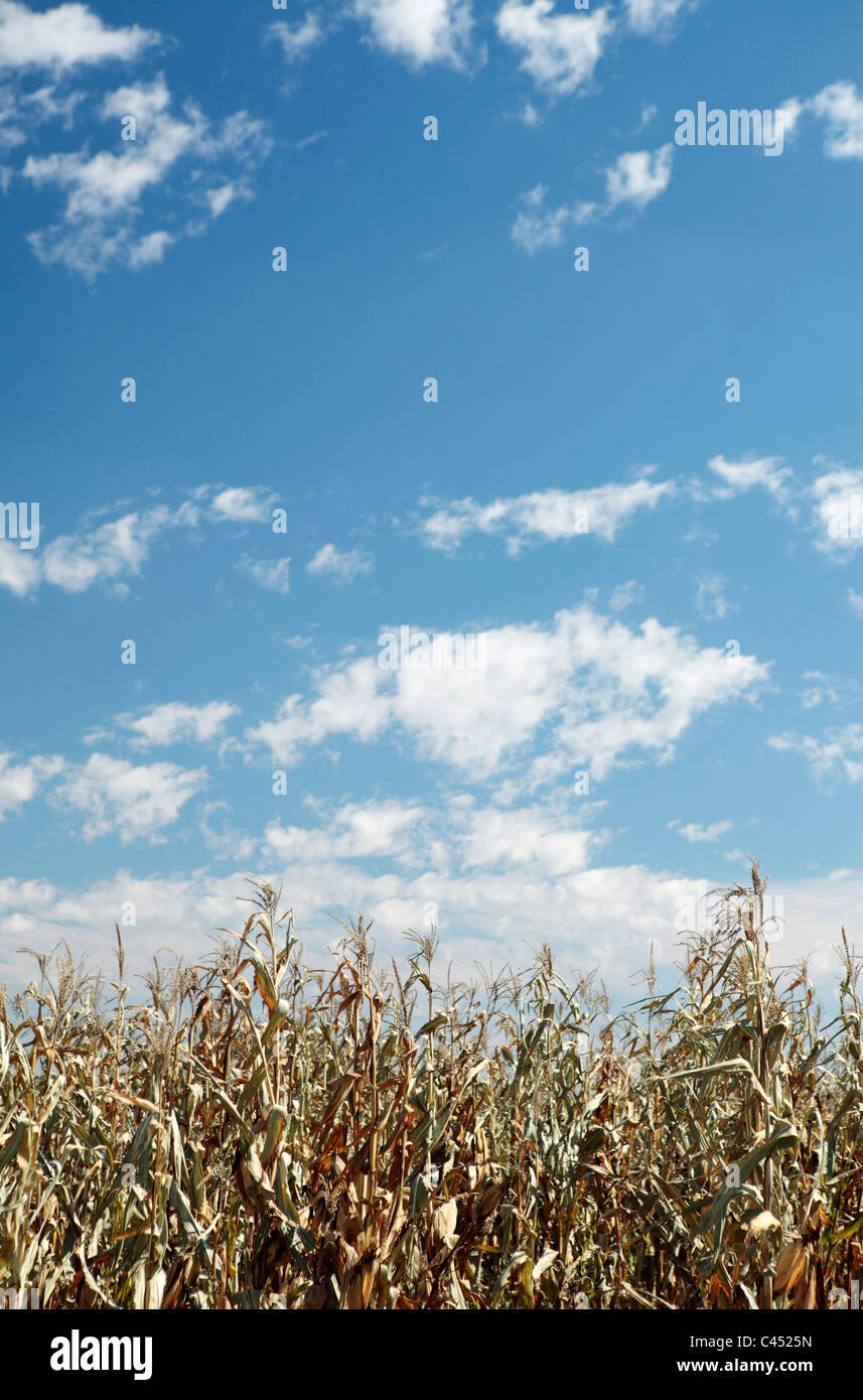 Maize farm south africa hi-res stock photography and images - Alamy