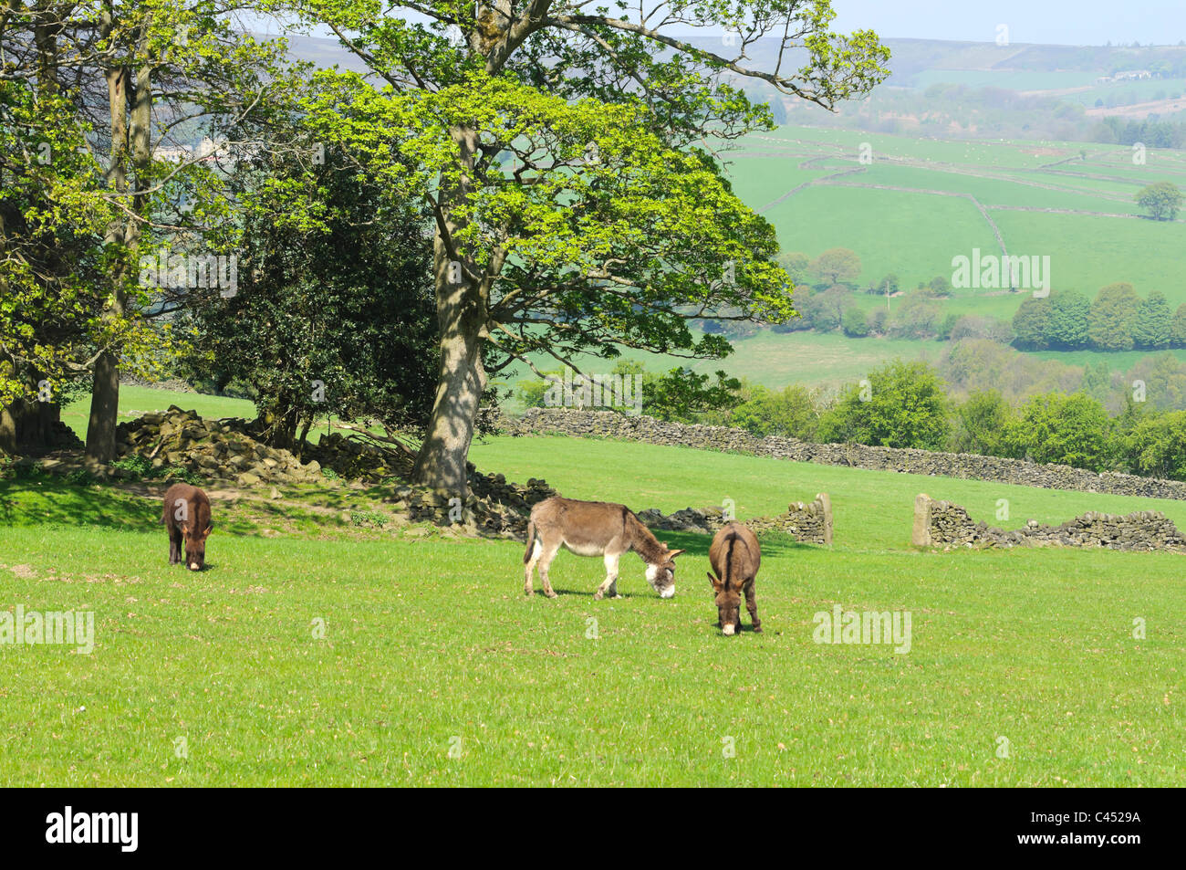 Donkeys in Bradfield Dale Peak District National Park Derbyshire ...