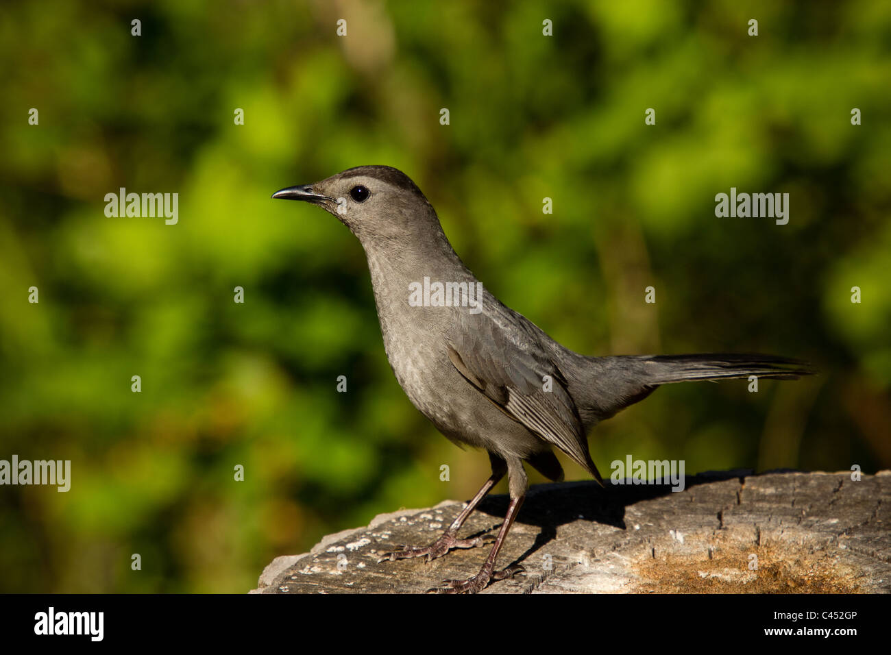 Meow bird hi-res stock photography and images - Alamy
