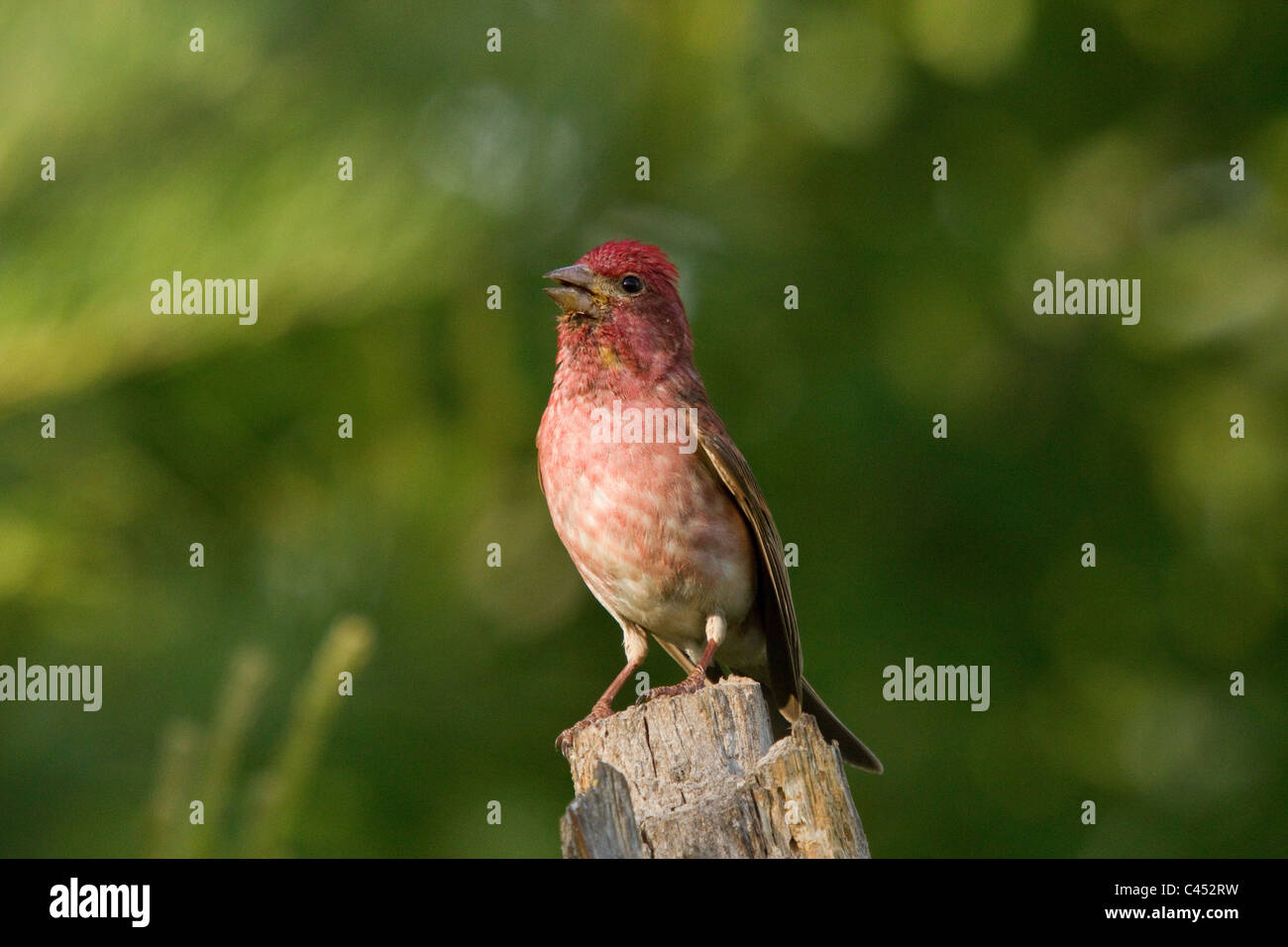 Purple Finch - Male Stock Photo - Alamy