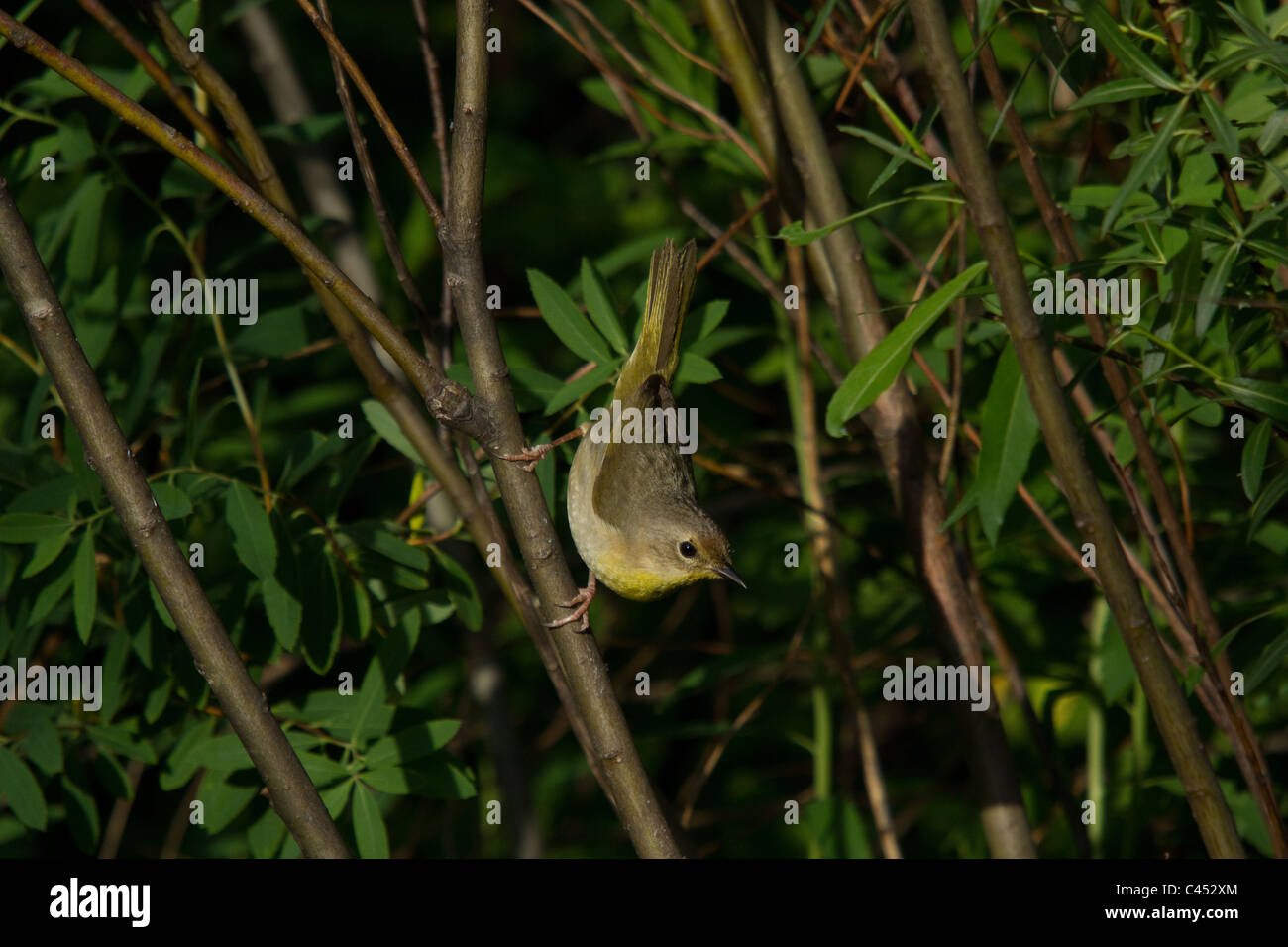 Common yellowthroat female bird hi-res stock photography and images - Alamy