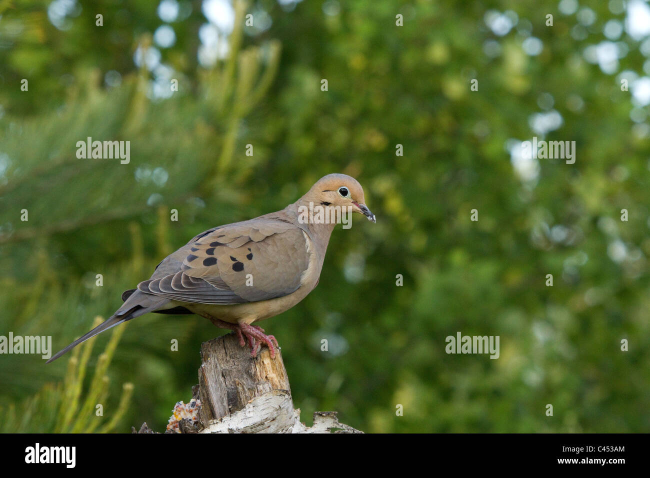 Blue spotted dove hi-res stock photography and images - Alamy