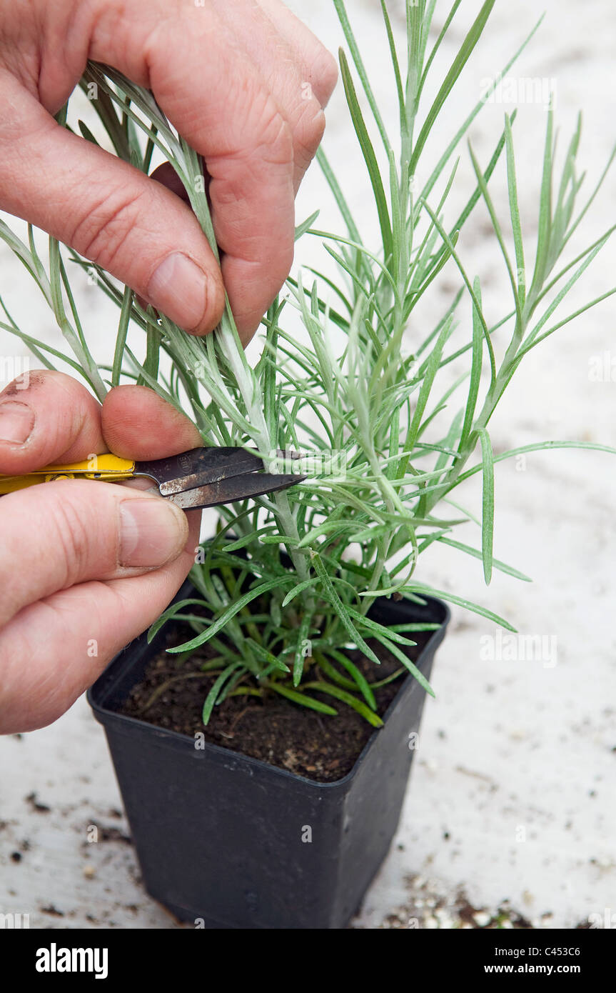 Person pinching out shoot from herb plant, close-up Stock Photo - Alamy