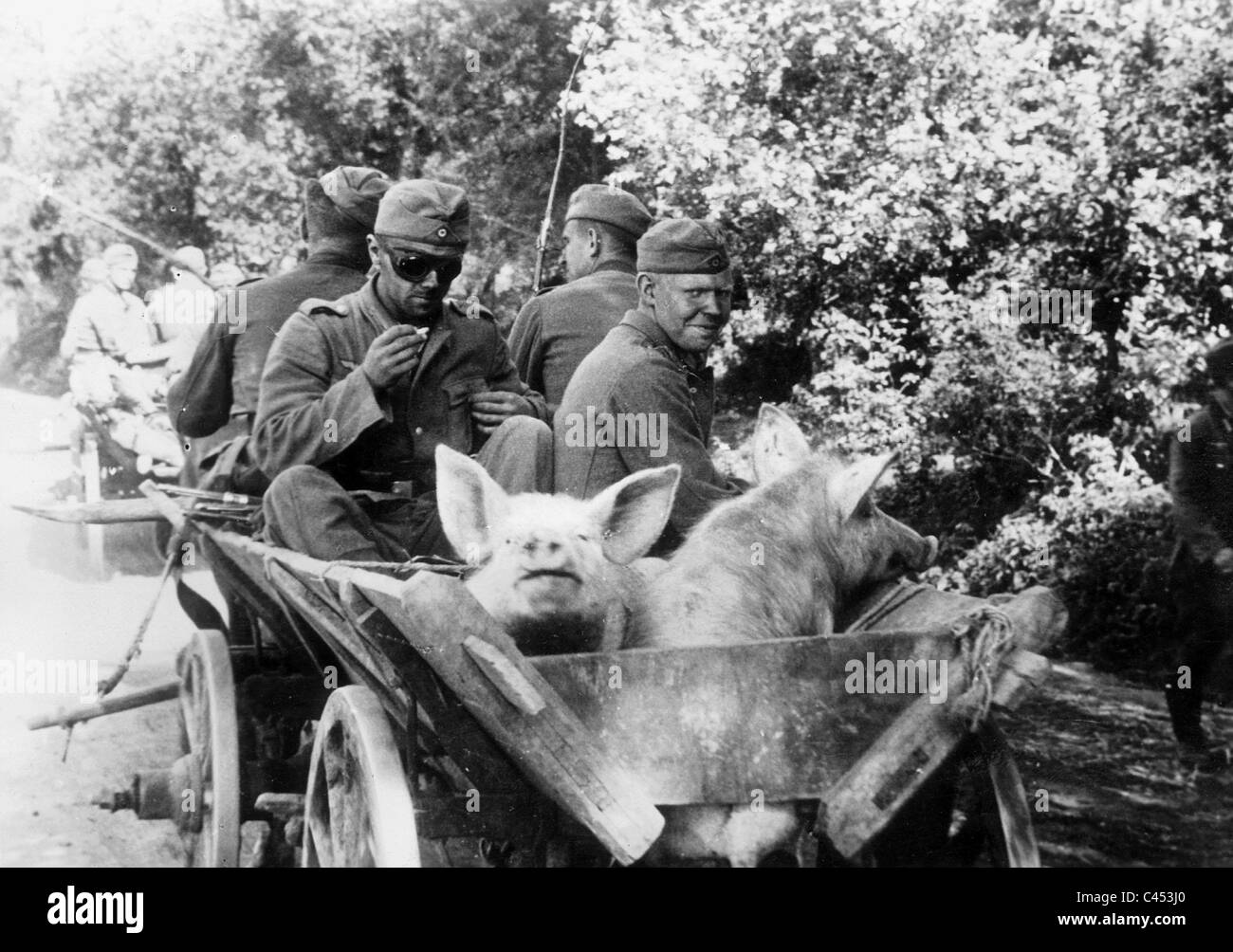 German soldiers transporting pigs, 1941 Stock Photo - Alamy