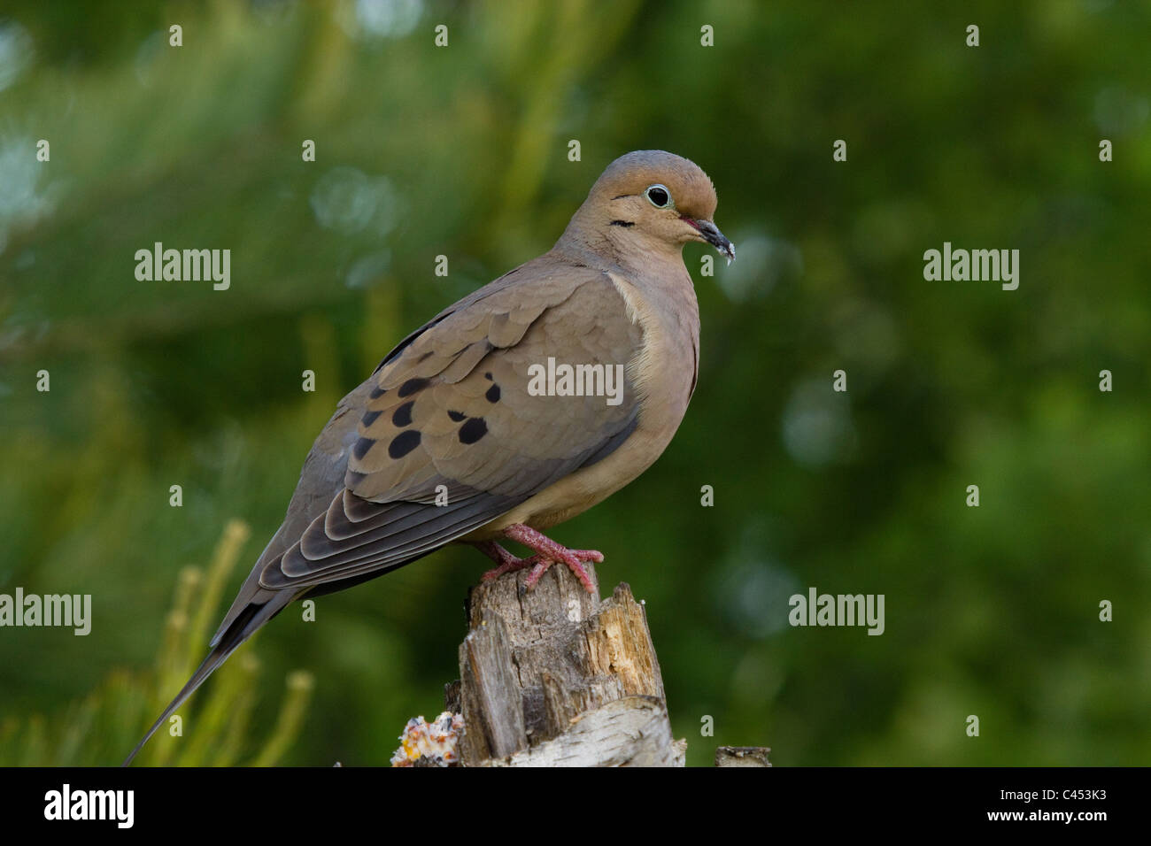 Mourning dove hunt hi-res stock photography and images - Alamy
