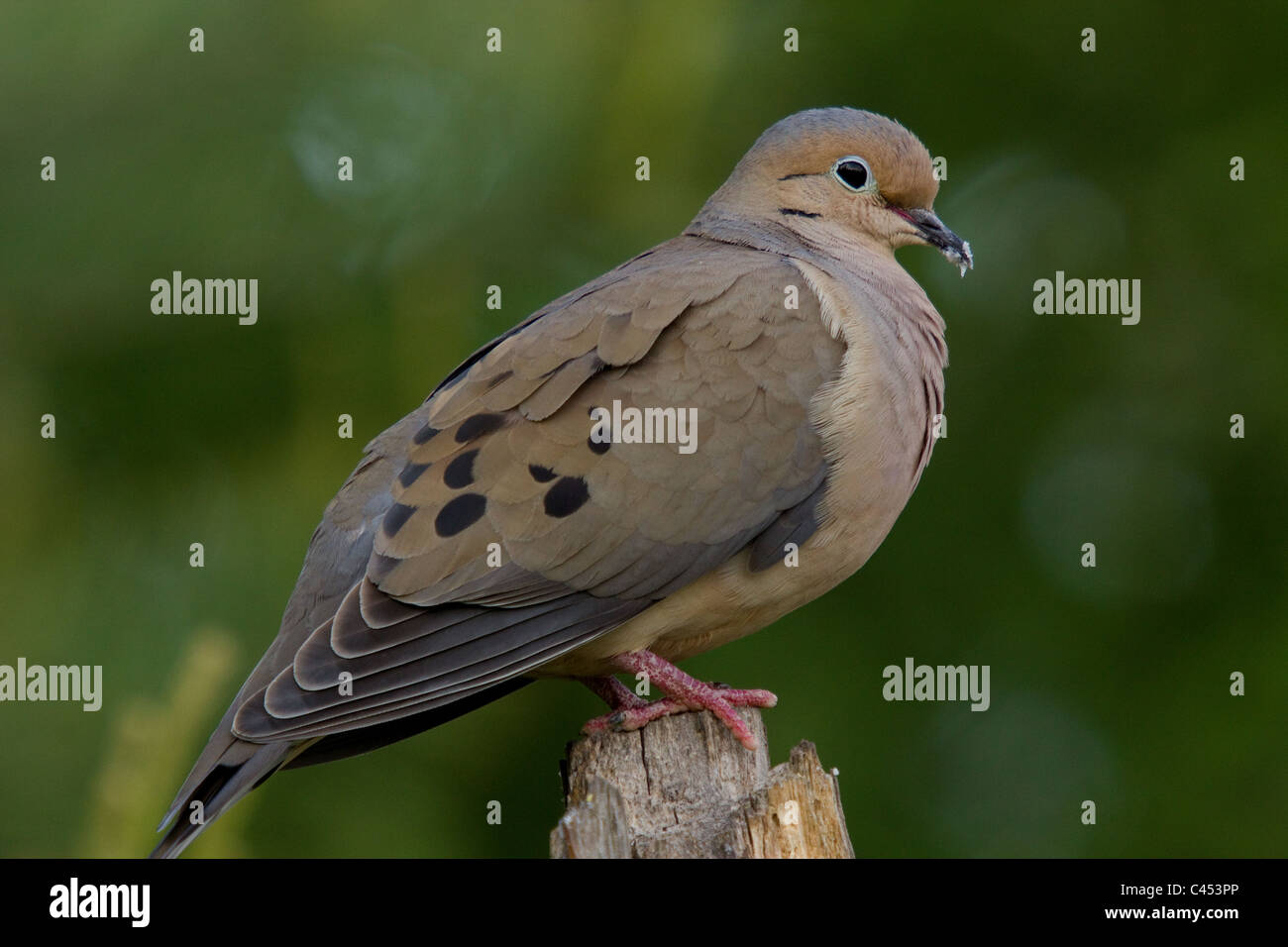 Mourning for mate hi-res stock photography and images - Alamy