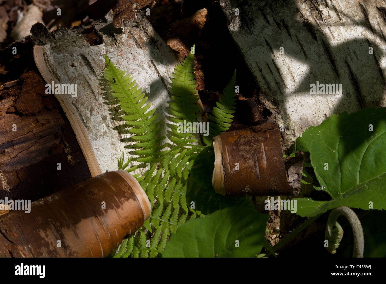 Fern and birch bark Stock Photo - Alamy