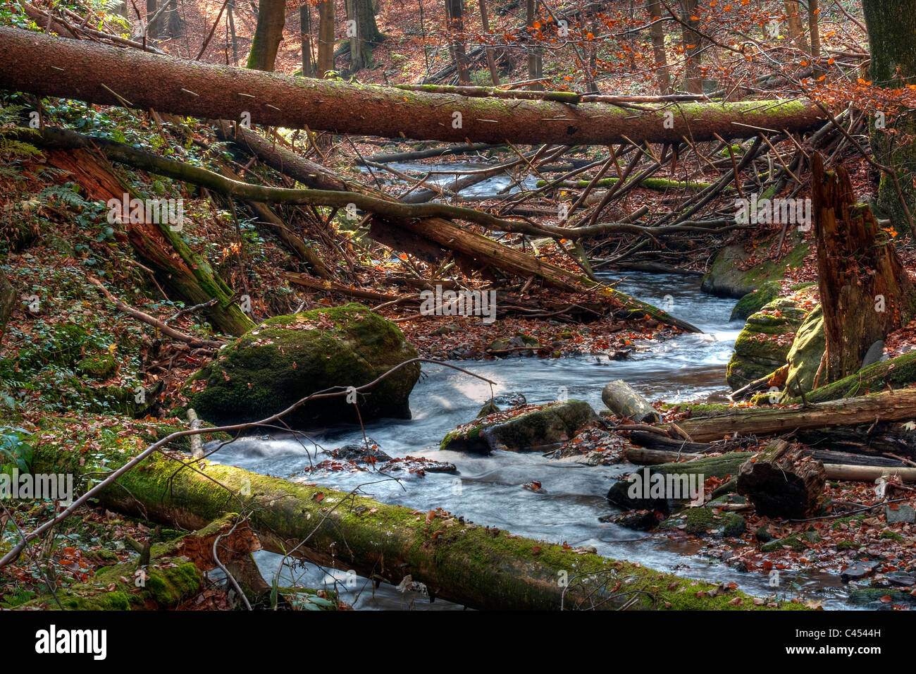 Brook with tree hi-res stock photography and images - Alamy