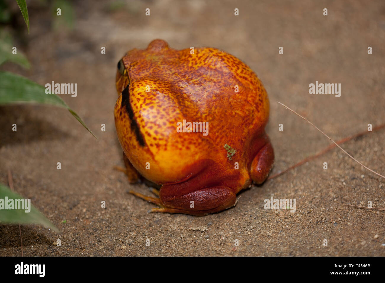 Tomato Frog