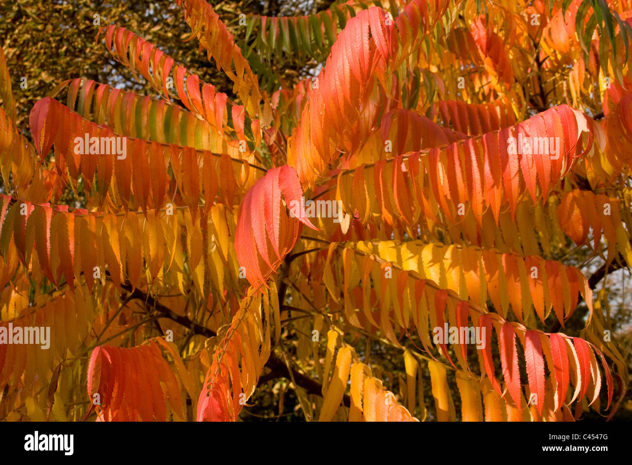 Sumach tree hi-res stock photography and images - Alamy
