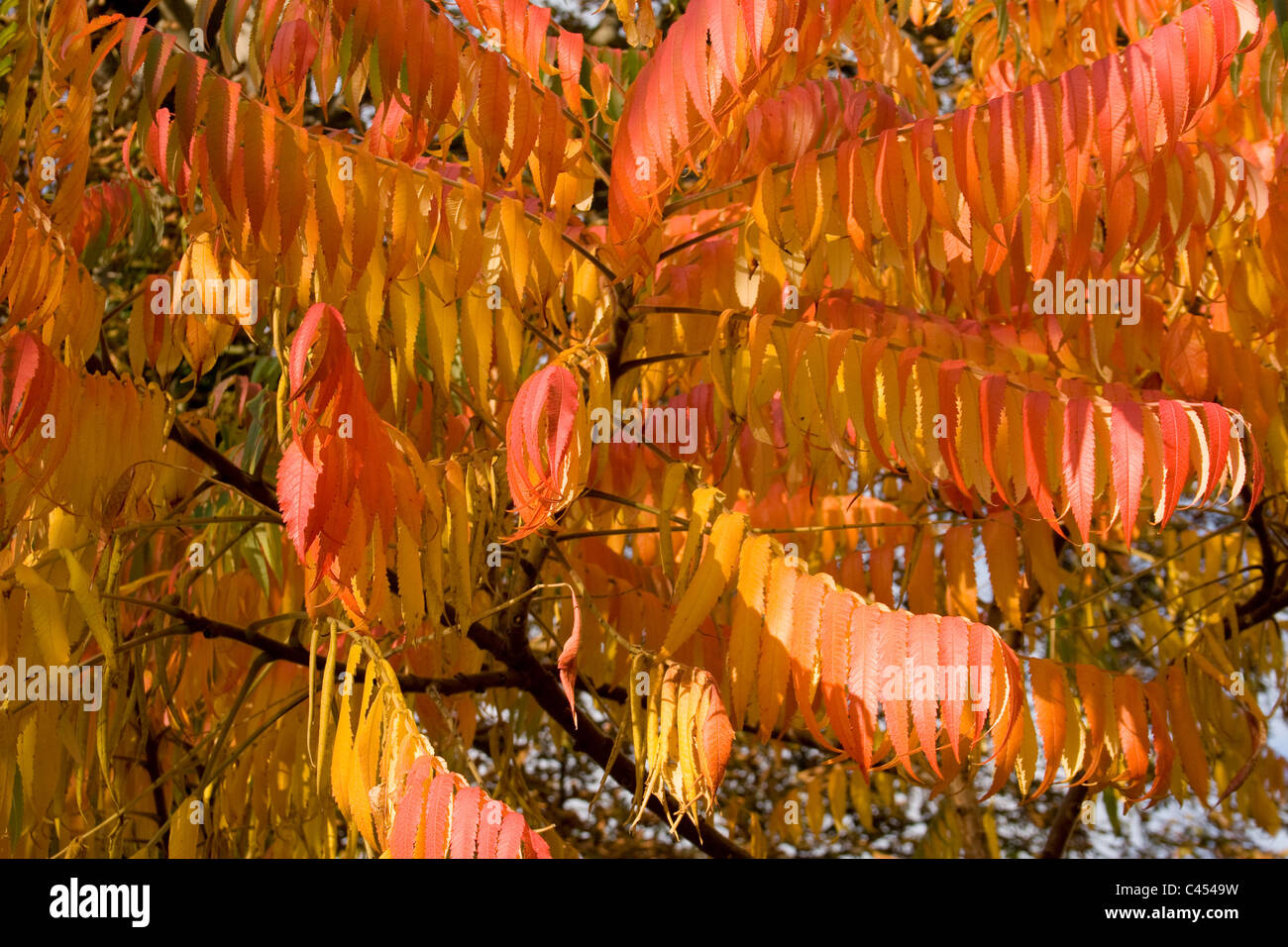 The stunning autumn colour of a sumac / sumach or staghorn / stag's ...