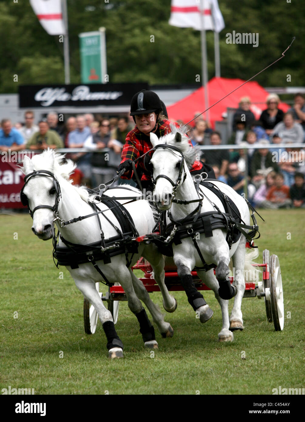 Double harness hi-res stock photography and images - Alamy