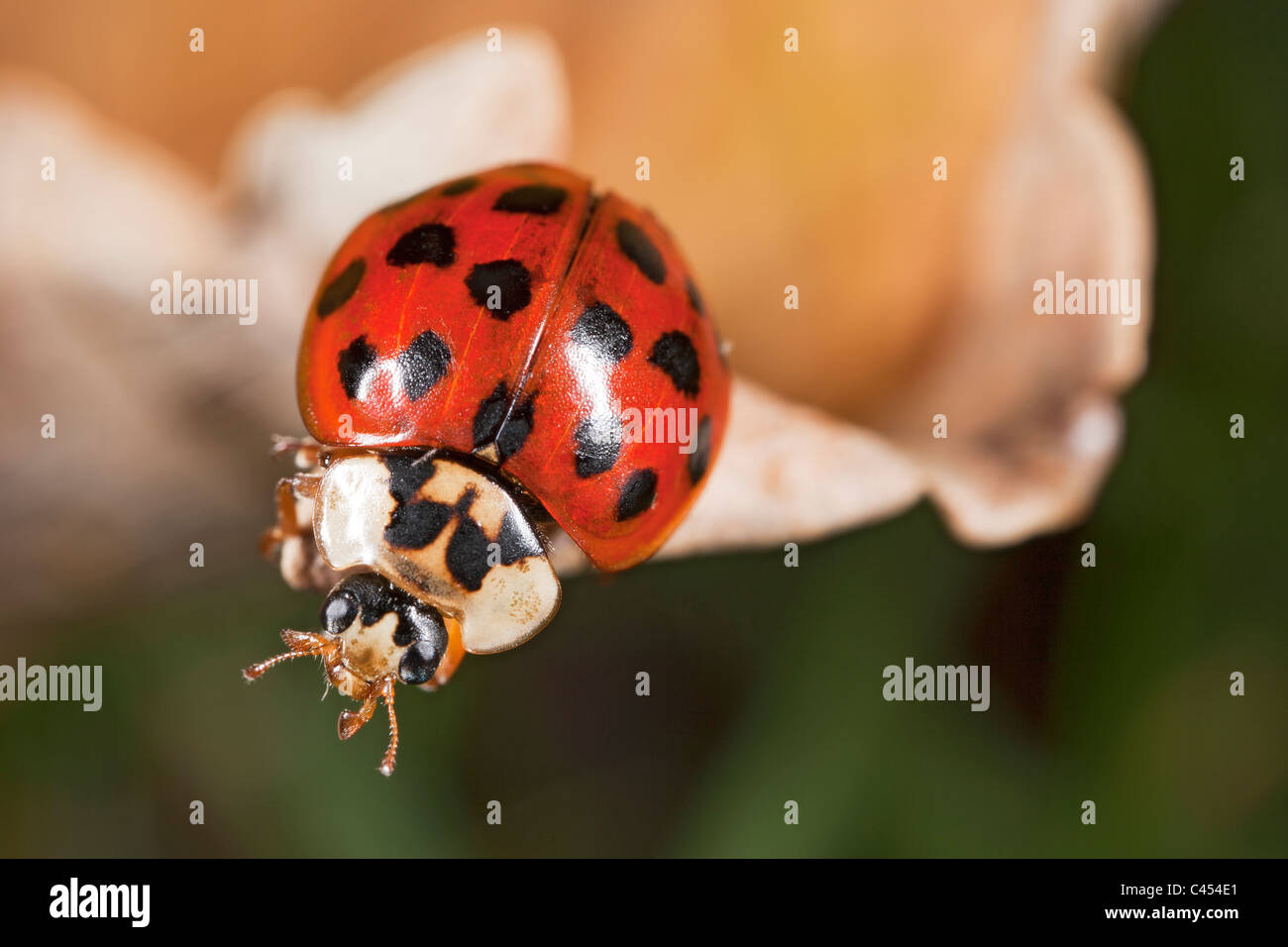 Ladybird Close Up Stock Photos & Ladybird Close Up Stock Images - Alamy