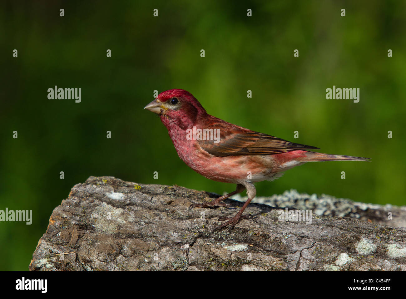 Purple Finch - Male Stock Photo - Alamy