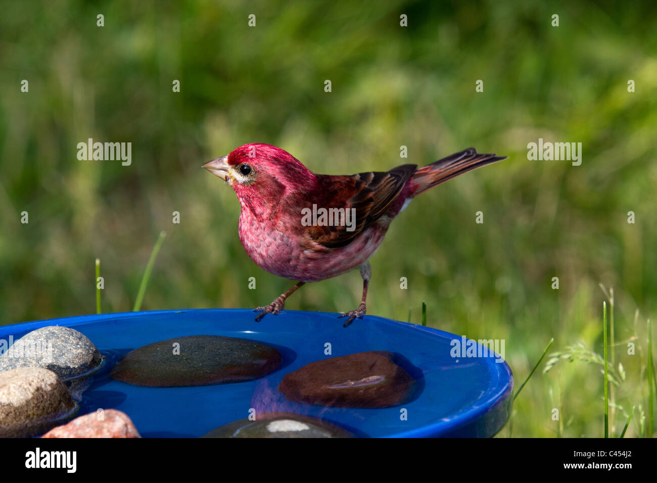 Purple Finch - Male Stock Photo - Alamy