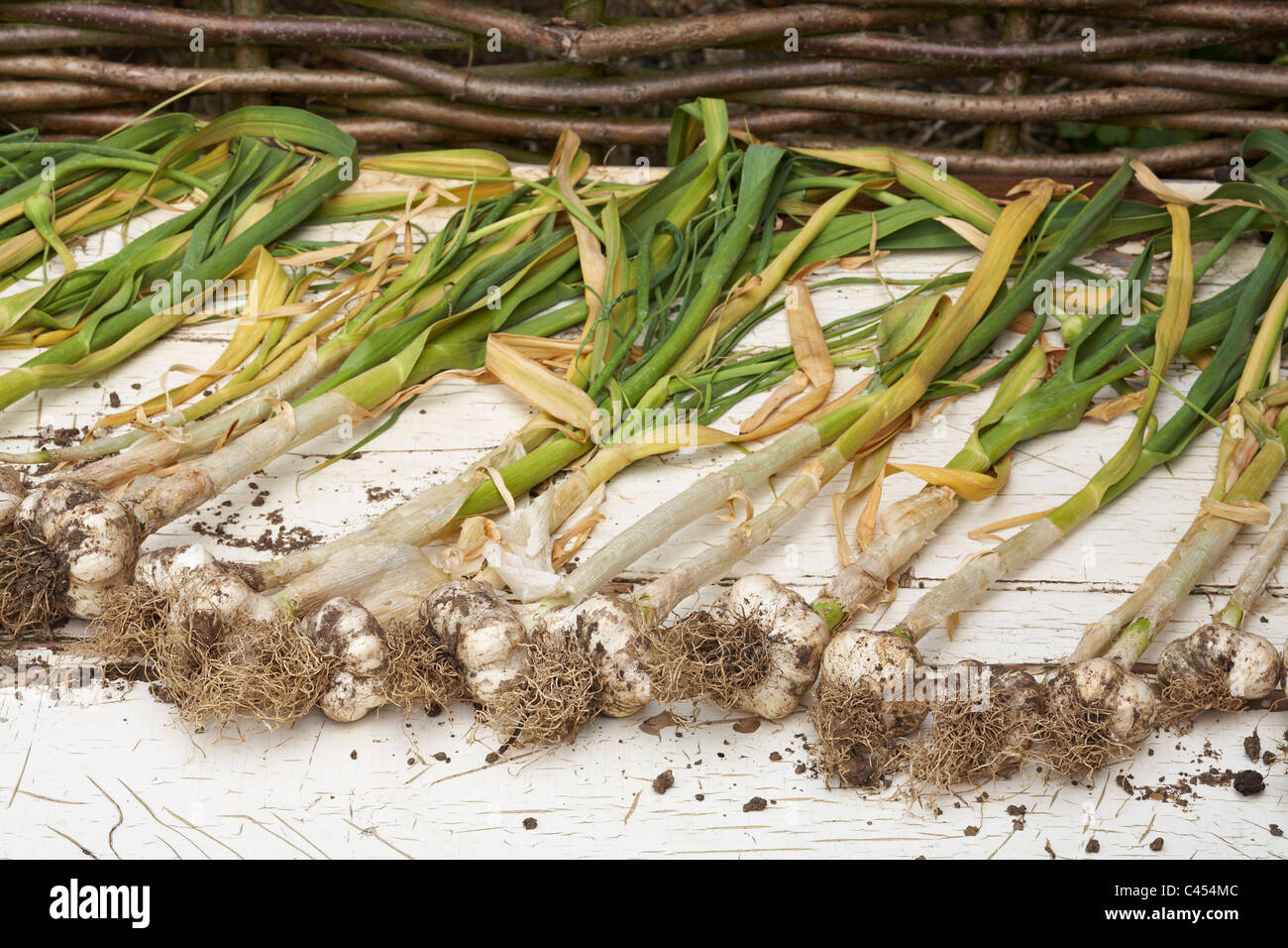 Garlic (Marco) drying on old door Stock Photo - Alamy