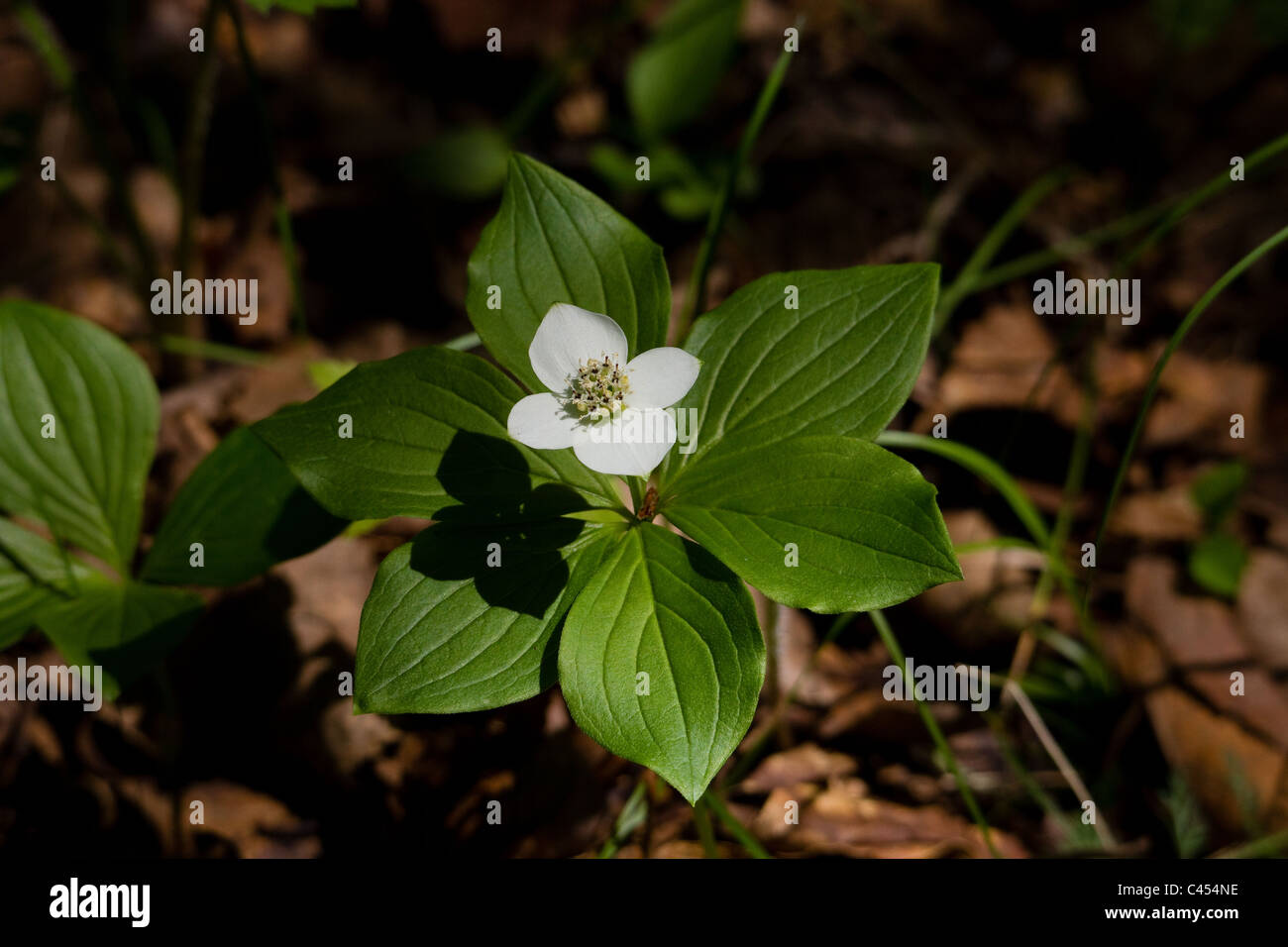 Bunchberry cornus canadensis hi-res stock photography and images - Alamy