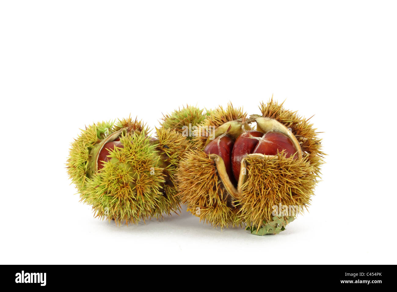 Wild chestnut in shells, isolated Stock Photo - Alamy