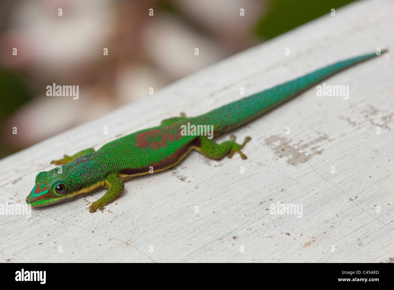 Side-striped Green Day Gecko (Phelsuma lineata). Madagascar Stock Photo ...