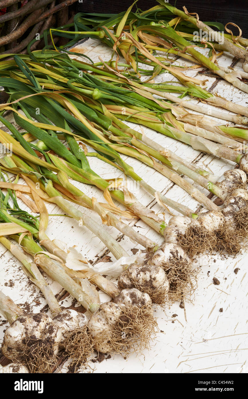 Garlic (Marco) drying on old door Stock Photo - Alamy