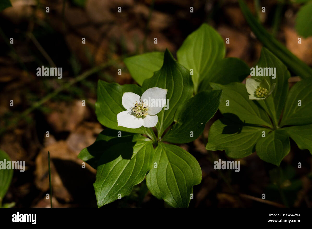 Bunchberry cornus canadensis hi-res stock photography and images - Alamy