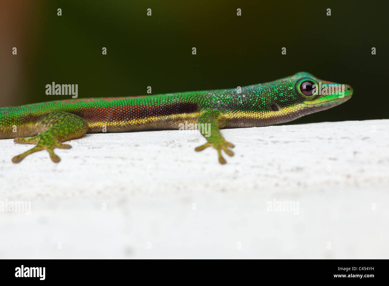 Side view of gecko hi-res stock photography and images - Alamy