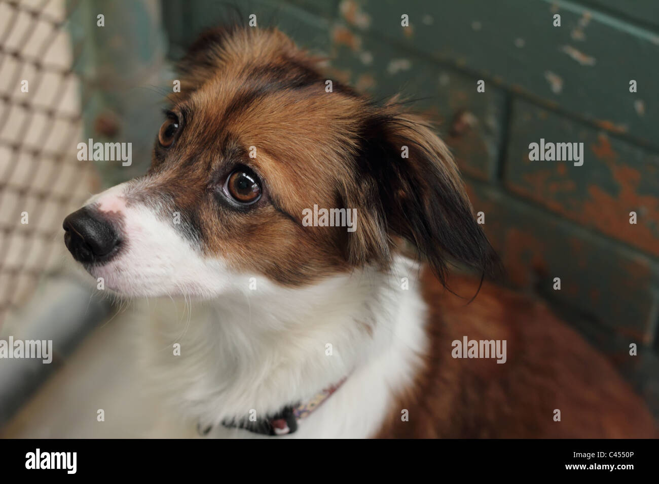 Fox terrier cross hi-res stock photography and images - Alamy