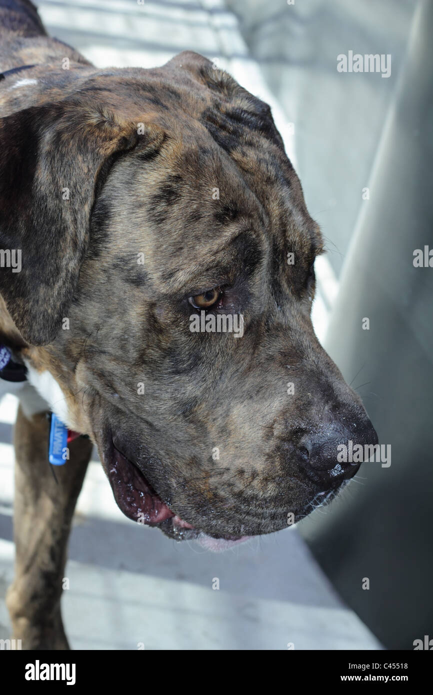 Great Dane, The Gentle Giant Stock Photo - Alamy
