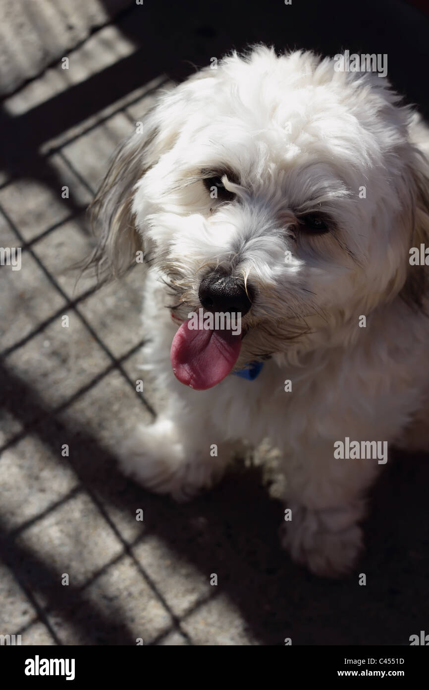 Cute Long Haired Dog Stock Photo - Alamy