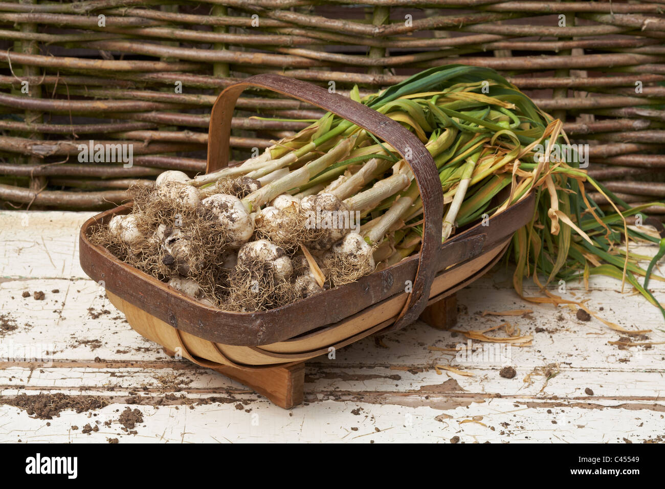 Lifted Garlic (Marco) laying in old Garden Trug Stock Photo - Alamy