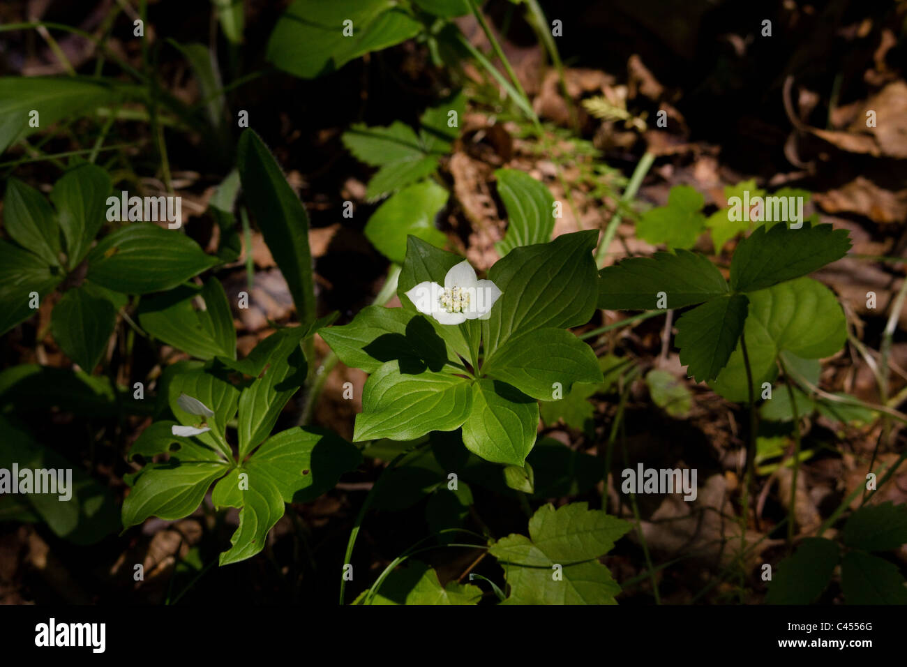 Bunchberries hi-res stock photography and images - Alamy