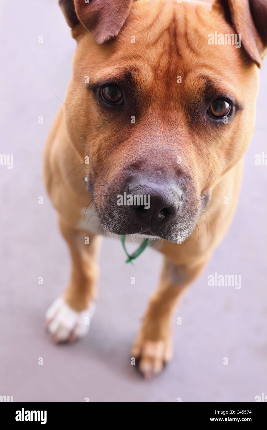 Cute Sad Looking Dog at the Animal Shelter Stock Photo - Alamy