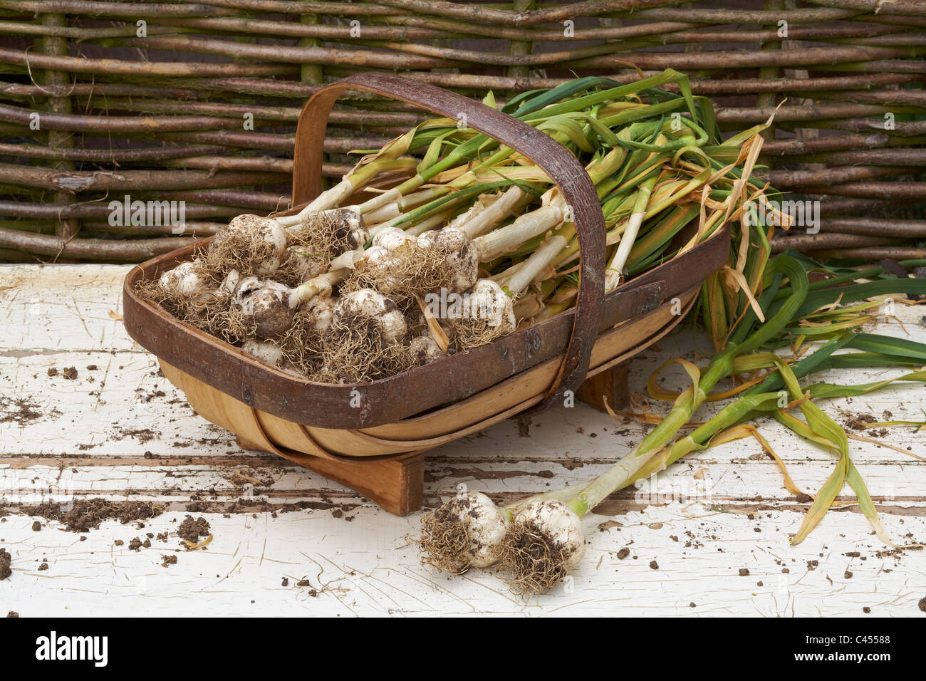 Allium sativum food flavoring hi-res stock photography and images - Alamy