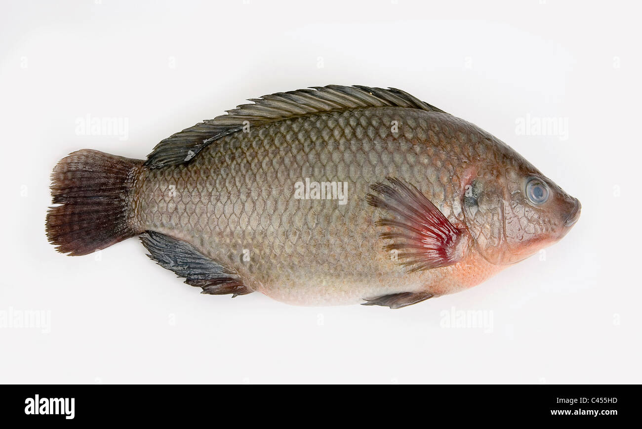 Tilapia hi-res stock photography and images - Alamy