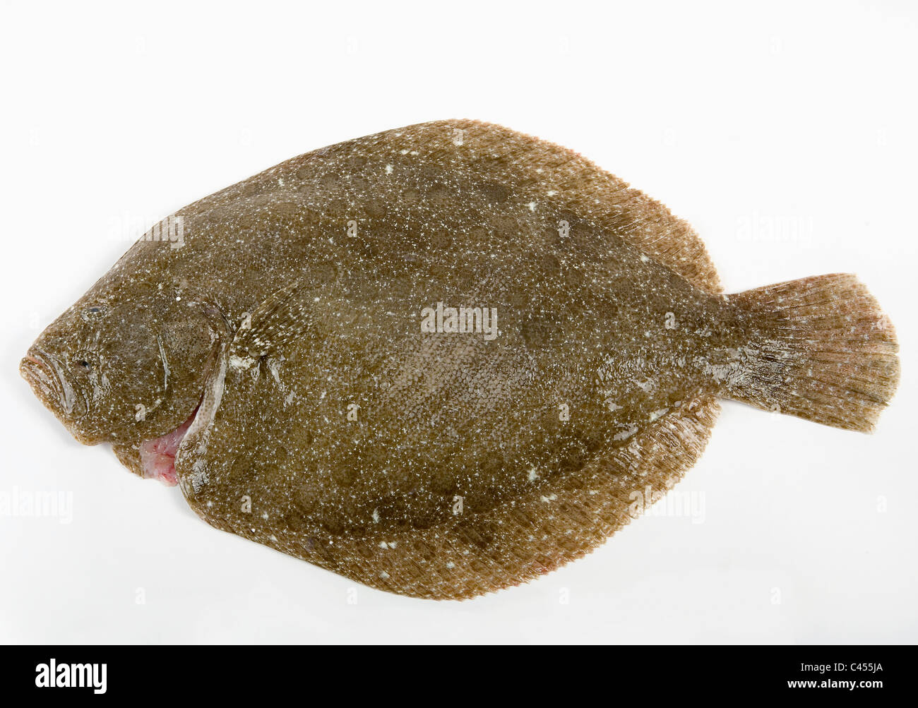 Brill fish hi-res stock photography and images - Alamy