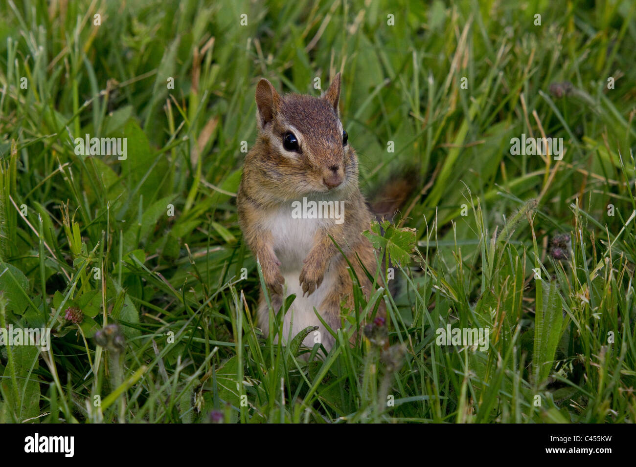 Chipmunk adult hi-res stock photography and images - Alamy