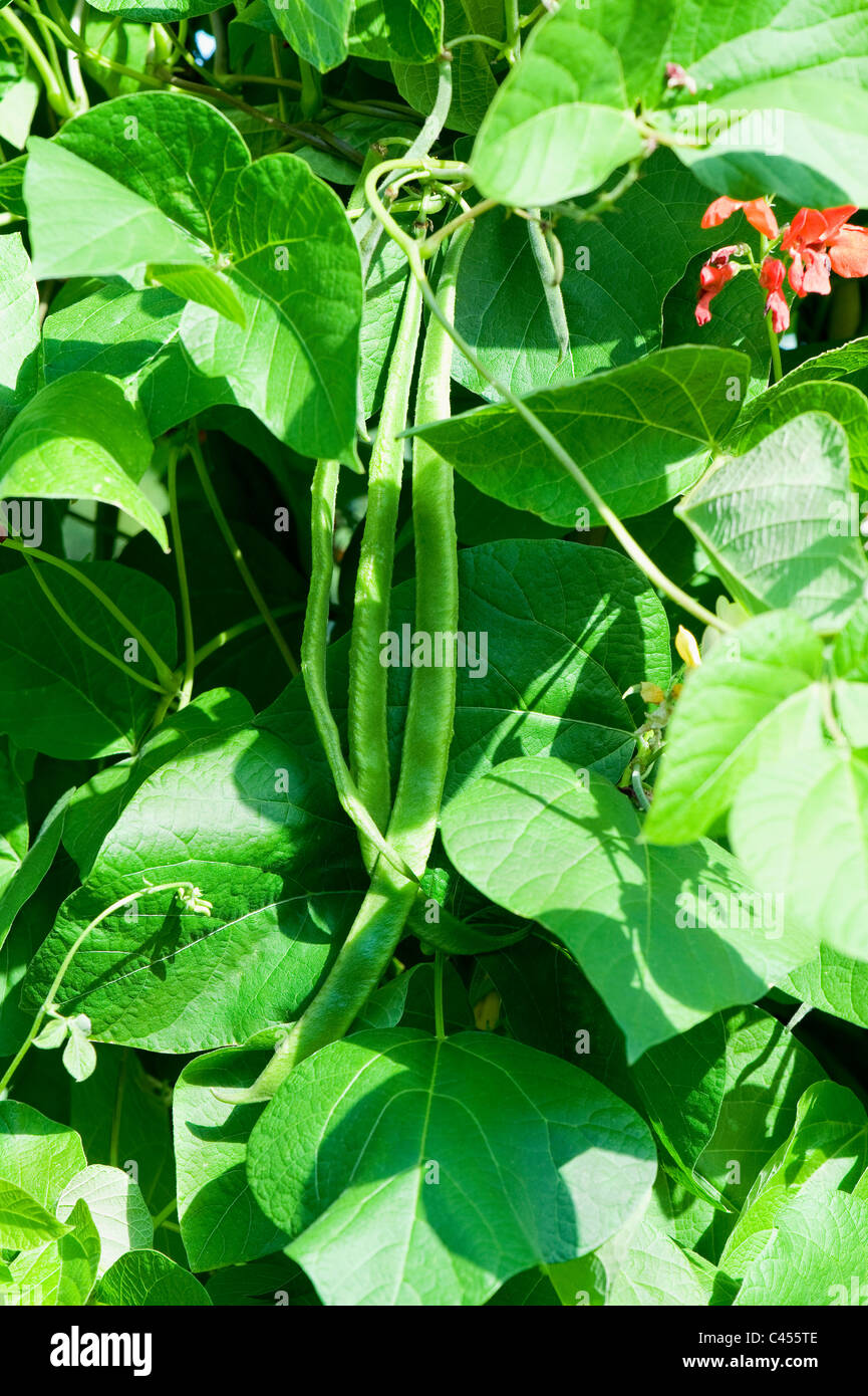 Fresh plant of runner bean, close-up Stock Photo - Alamy