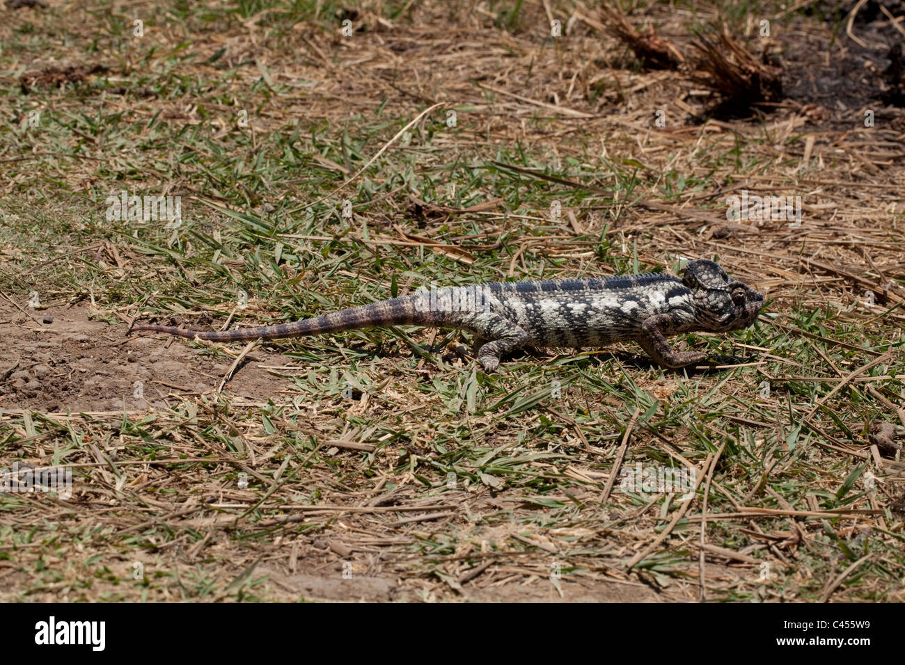 Largest chameleon species hi-res stock photography and images - Alamy