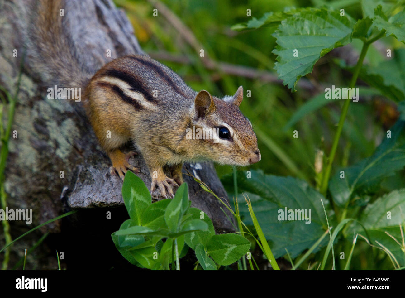 Funny snakes hi-res stock photography and images - Alamy