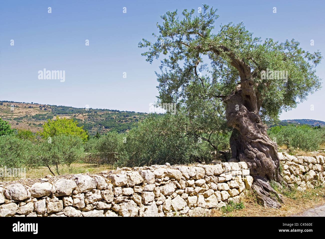 Sicily olive tree hi-res stock photography and images - Alamy