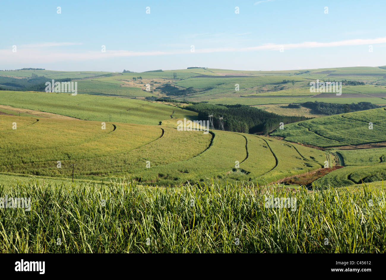 Cane sugar south africa hi-res stock photography and images - Alamy