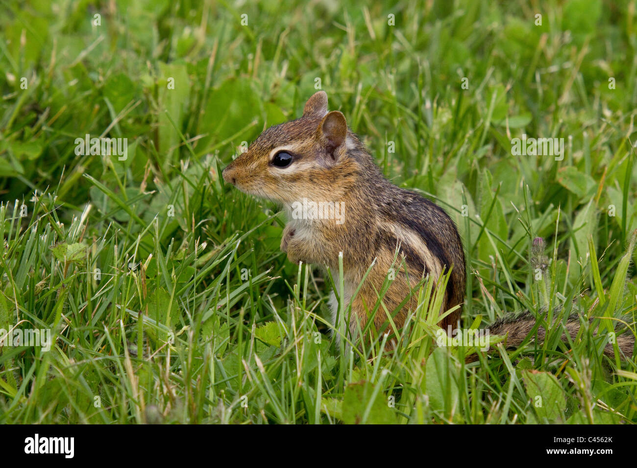 Chipmunk adult hi-res stock photography and images - Alamy