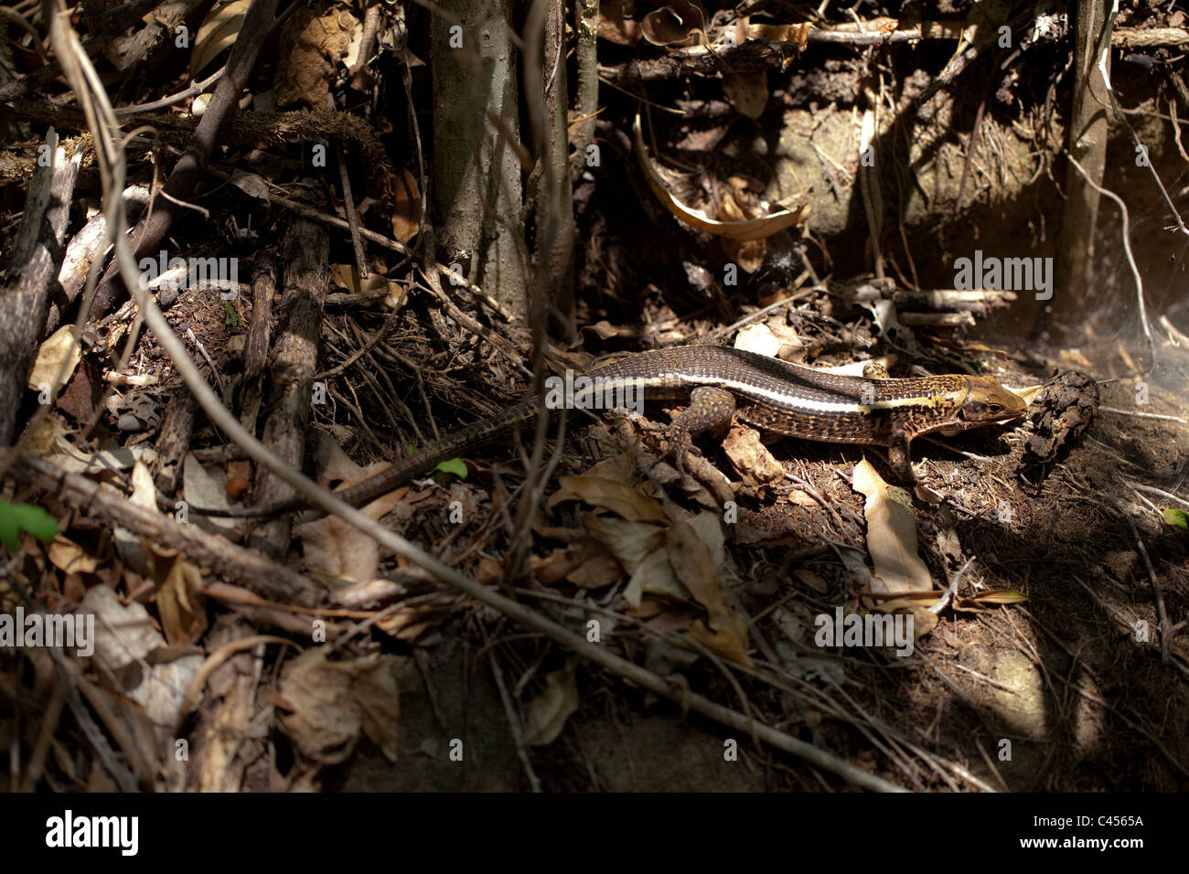 Madagascar plated lizard zonosaurus madagascariensis hi-res stock ...