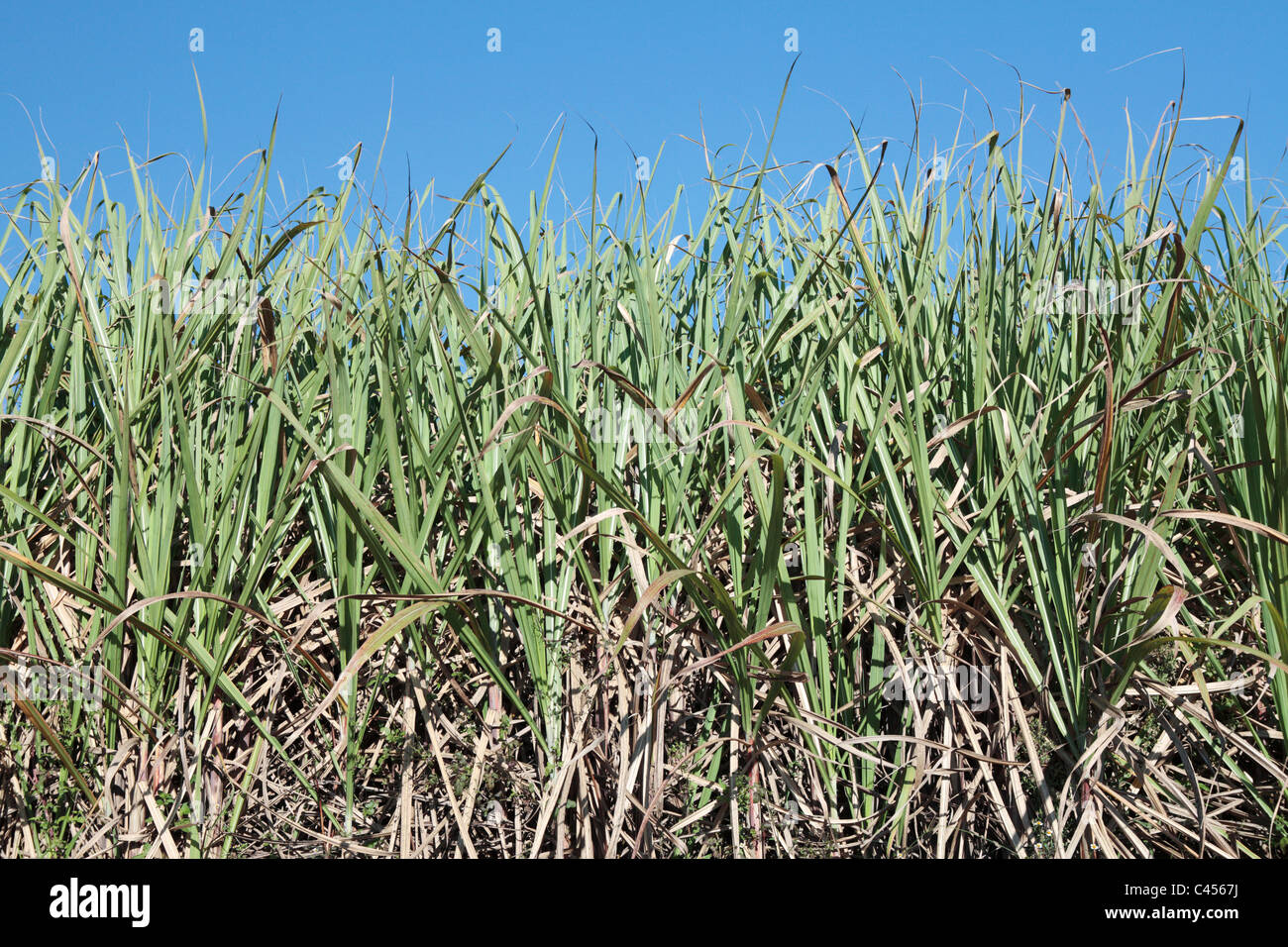 Cane sugar south africa hi-res stock photography and images - Alamy