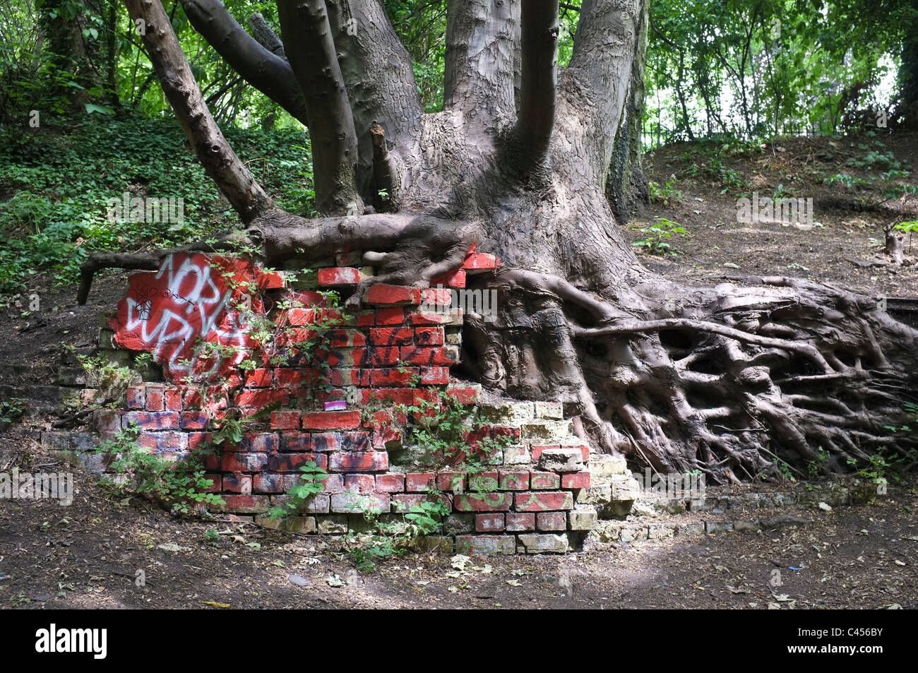 Tree supported by brickwork Stock Photo - Alamy